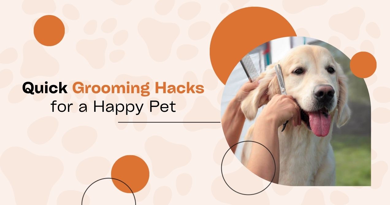 Quick & Easy Dog Grooming Tips at Home | ZoodleApp