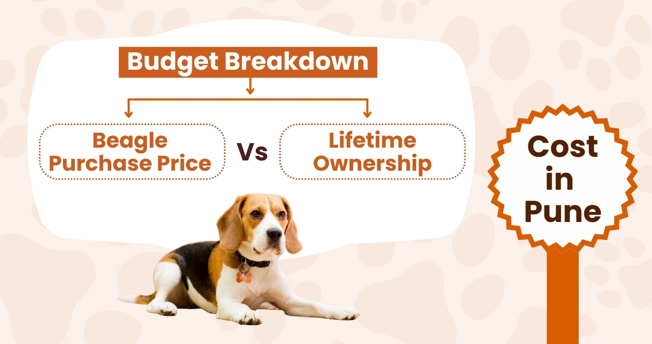 Beagle Dog Price in Pune + Lifetime Cost Guide