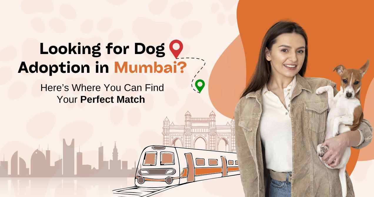 Dog Adoption In Mumbai Made Easy with ZoodleApp