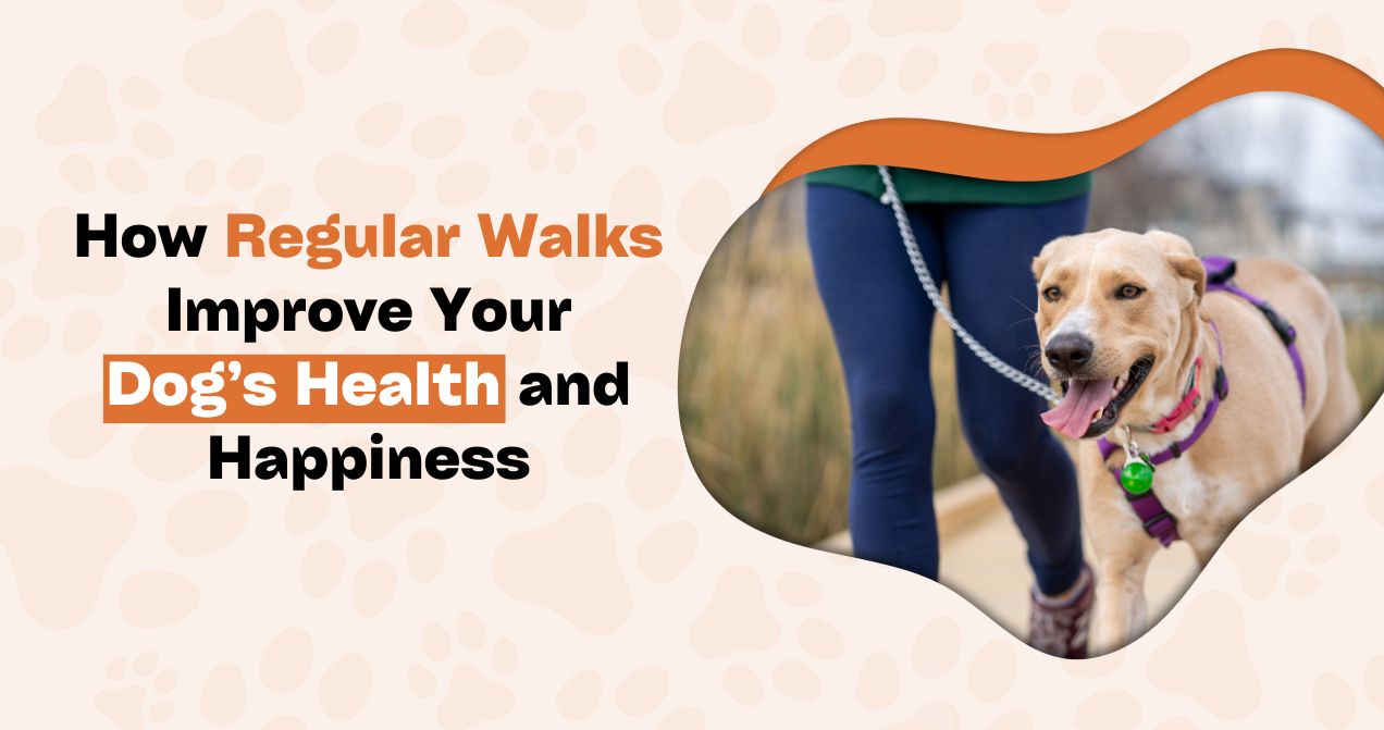 Regular Walks for Your Dog’s Health & Happiness